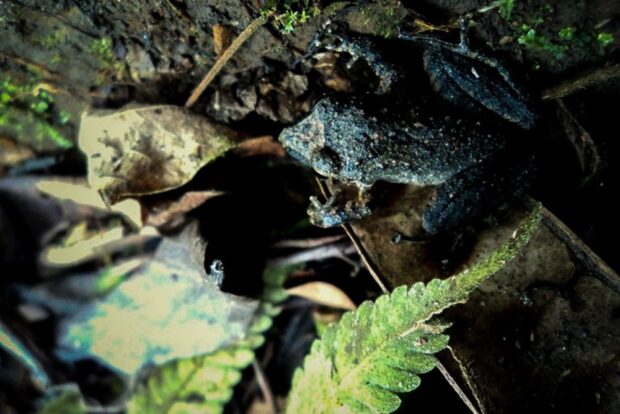Manu-Insects-Amphibians-Rainforest | Where and Wander
