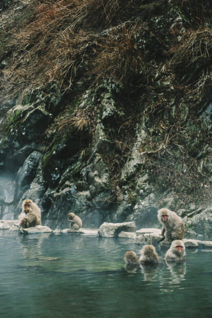 Japanese Snow Monkeys: A Complete Guide To Jigokudani Monkey Park ...