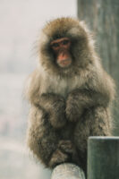 Japanese Snow Monkeys: A Complete Guide To Jigokudani Monkey Park ...