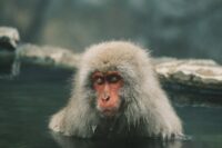 Japanese Snow Monkeys: A Complete Guide To Jigokudani Monkey Park ...