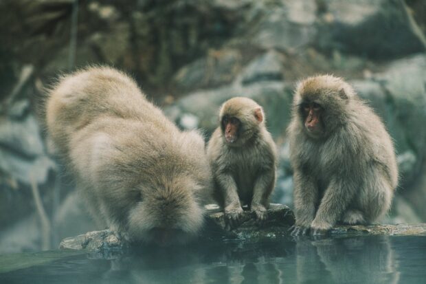 Japanese Snow Monkeys: A Complete Guide To Jigokudani Monkey Park ...