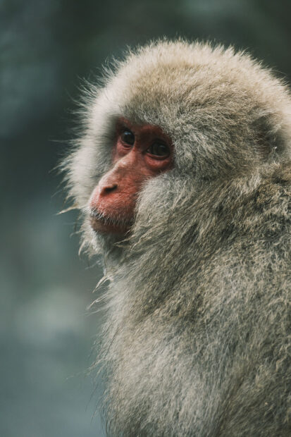 Japanese Snow Monkeys: A Complete Guide To Jigokudani Monkey Park ...