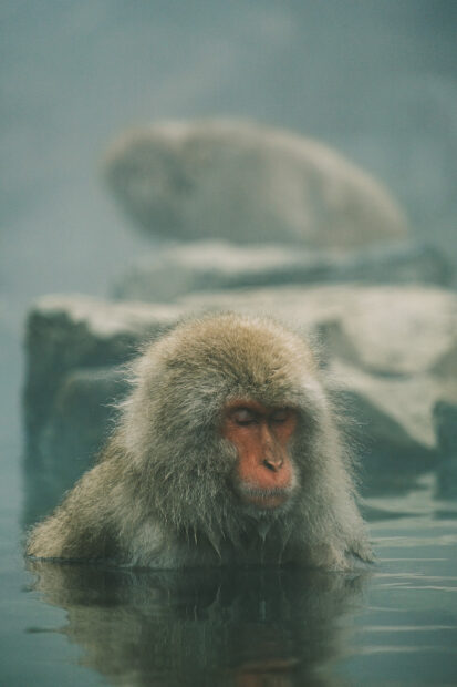 Japanese Snow Monkeys: A Complete Guide To Jigokudani Monkey Park ...