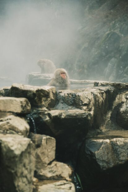 Japanese Snow Monkeys: A Complete Guide To Jigokudani Monkey Park ...