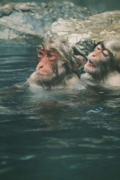 Japanese Snow Monkeys: A Complete Guide To Jigokudani Monkey Park ...