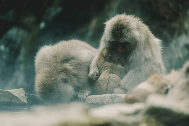 Japanese Snow Monkeys: A Complete Guide To Jigokudani Monkey Park ...