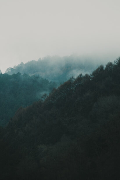 Japanese Snow Monkeys: A Complete Guide To Jigokudani Monkey Park ...