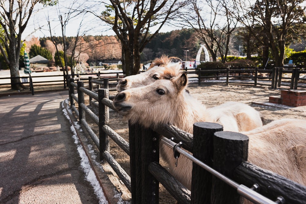 Beppu-Kyushu-African-Safari-Park-Petting-Zoo-001 | Where and Wander